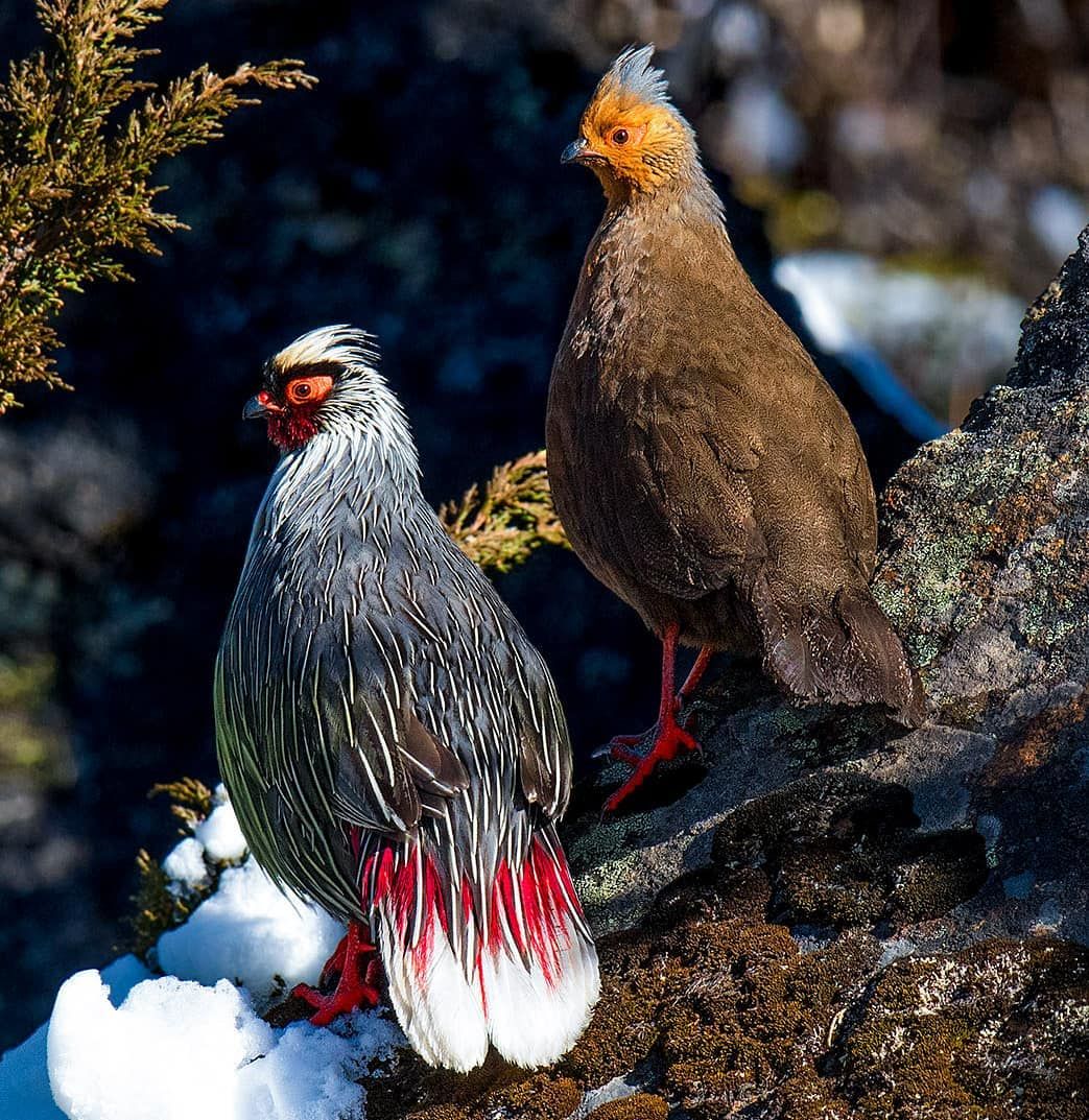 ચીલ્મીયા- Blood Pheasant – ‘અભીવ્યક્તી’